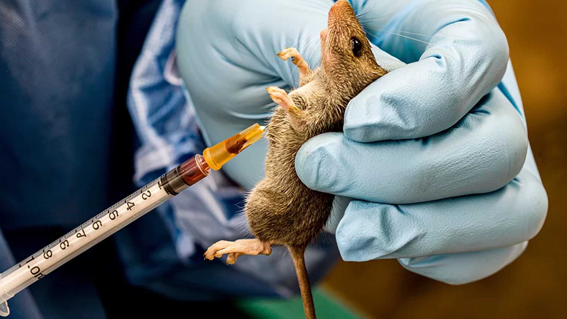 Lassa Fever and Cholera Claim 275 Lives in Nigeria So Far in 2026 ...